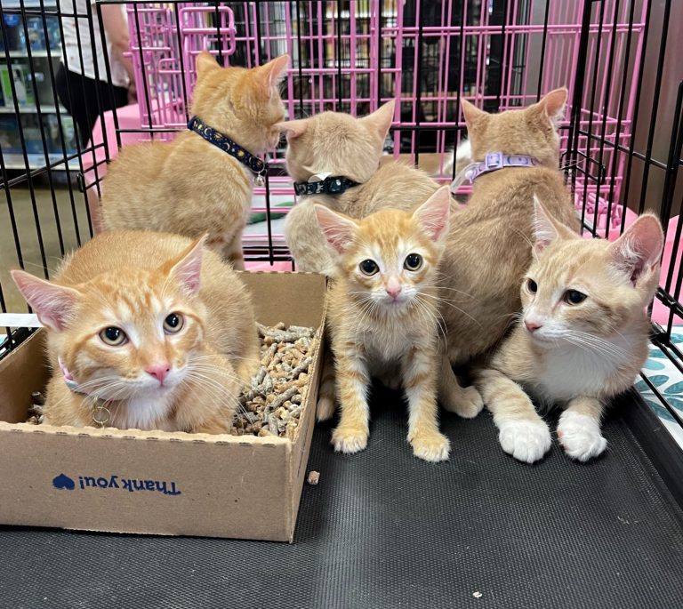 EVENTS! - Brooklyn Animal Action