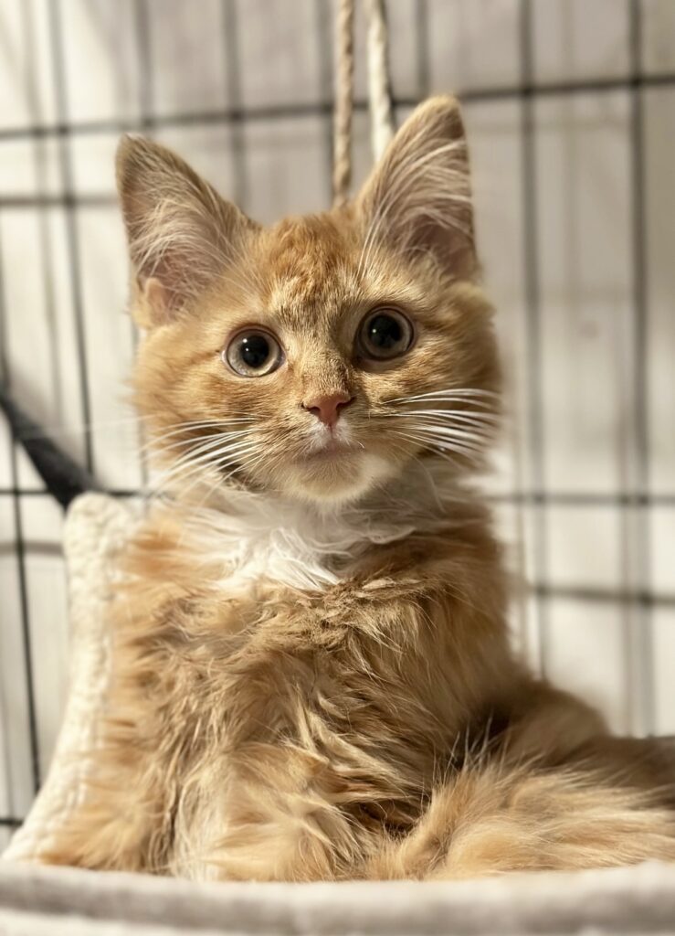 ADOPTION EVENTS! - Brooklyn Animal Action